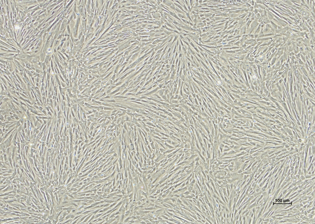 3d.FAB Cell Banks – 3d.FAB