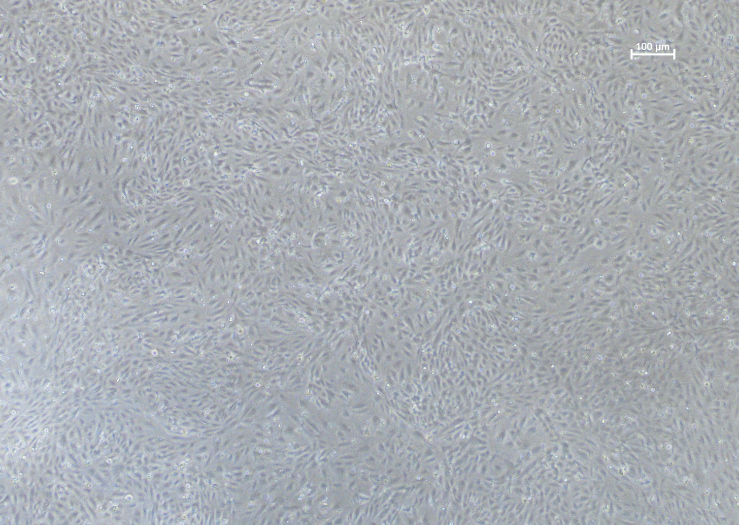 3d.FAB Cell Banks – 3d.FAB