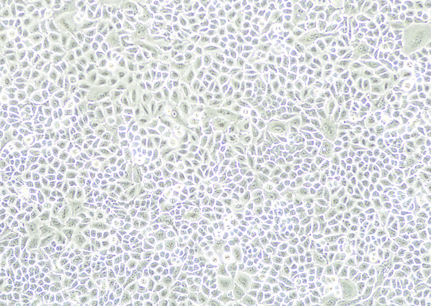 3d.FAB Cell Banks – 3d.FAB